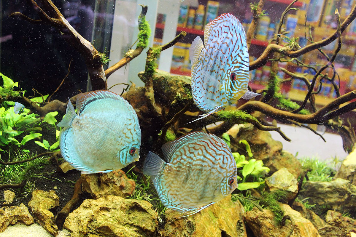 8 Best Places to Buy Fish Tanks in Singapore | EPOS POS System