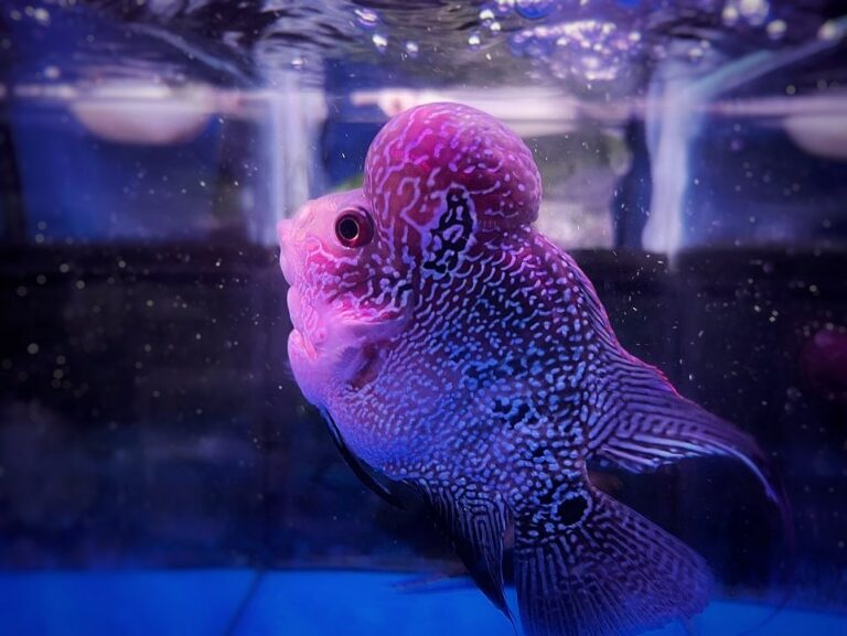 8 Best Places to Buy Fish Tanks in Singapore | EPOS POS System