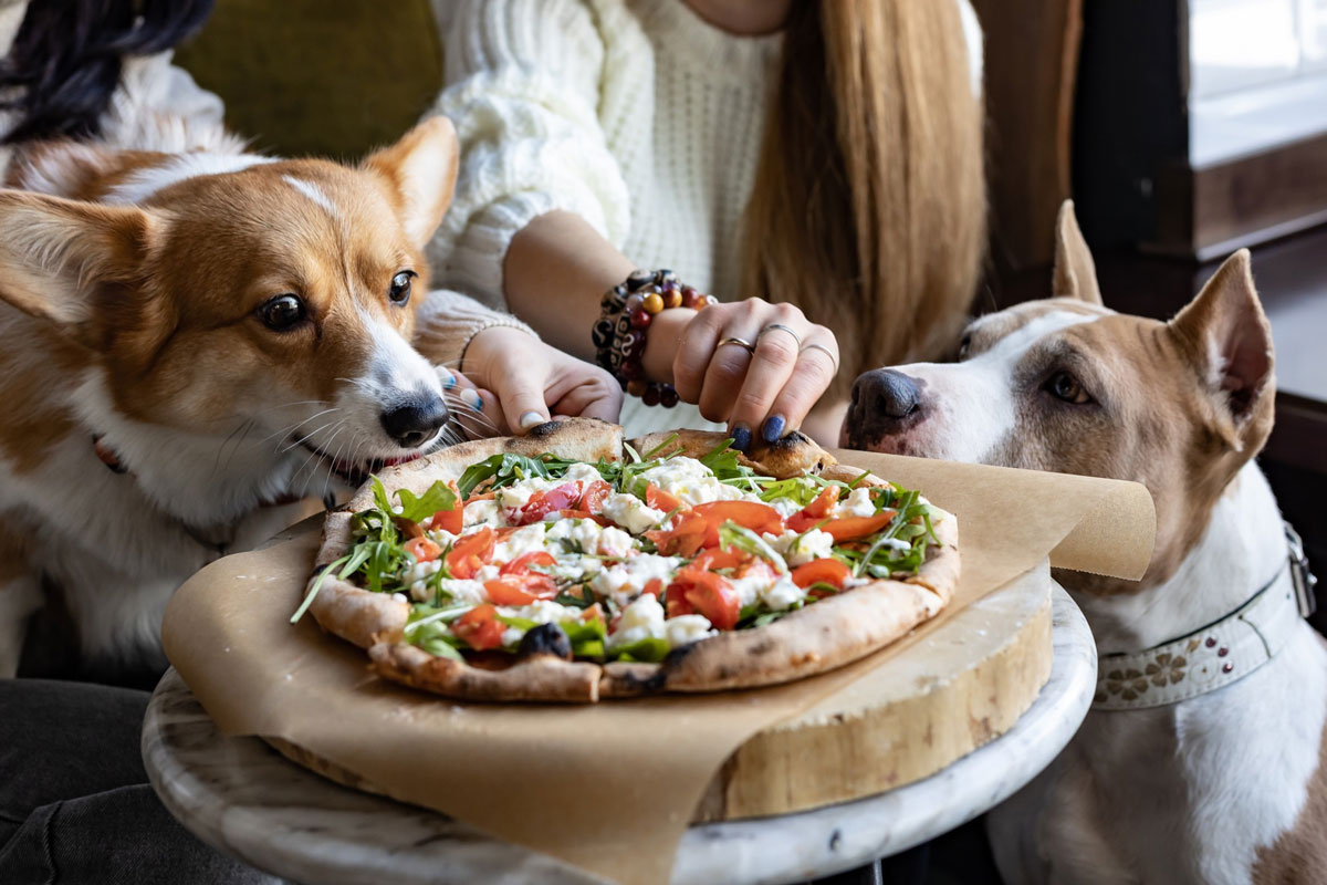 7 Best Dog Cafes In Singapore For Pawsome Treats EPOS POS System 7 Best Dog Cafes In Singapore For Pawsome Treats EPOS POS System